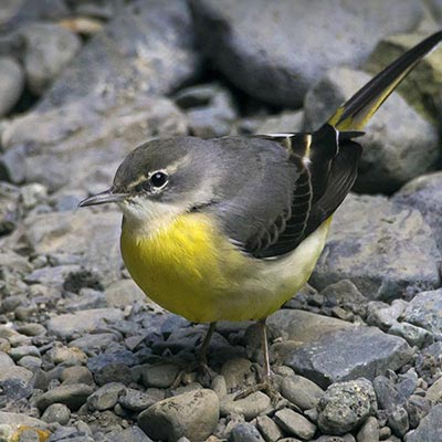 The Wildlife - La Palma