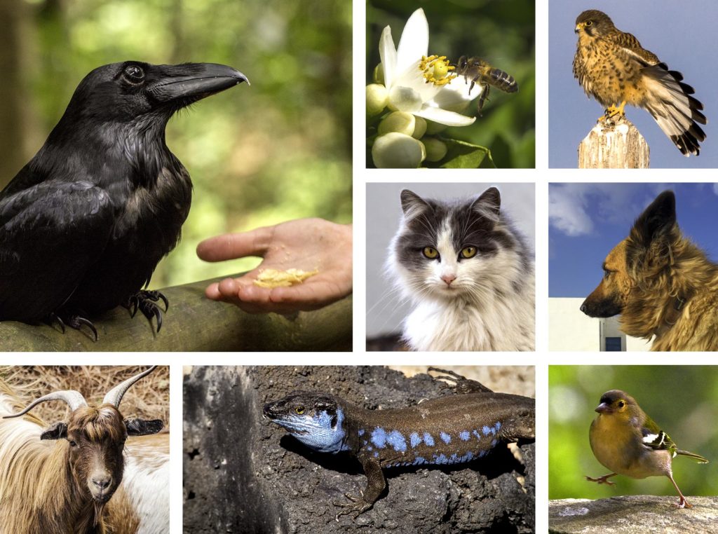 The Wildlife - La Palma